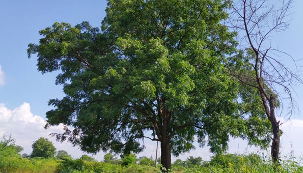Le Neem et ses bienfaits sur la peau - Tchaou Group Services & Products
